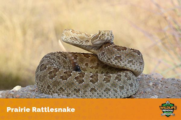 Different Types of Rattlesnakes - AAAC Wildlife Removal of Kansas City